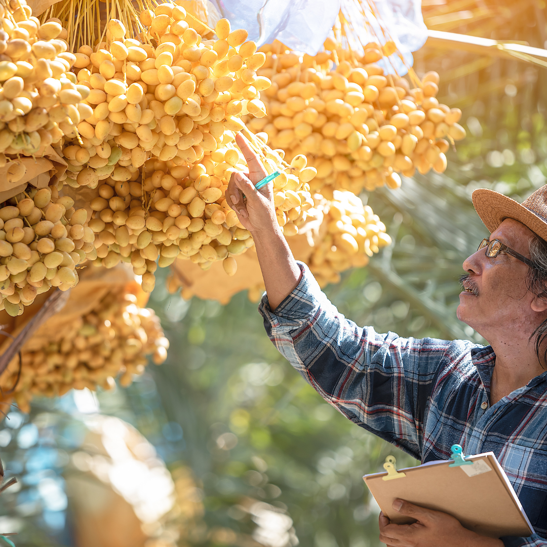 California Harvest Season is in Full Swing – The Date Spot